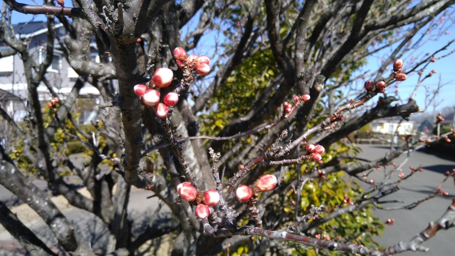 梅はまだかいな。: SWING DAYS