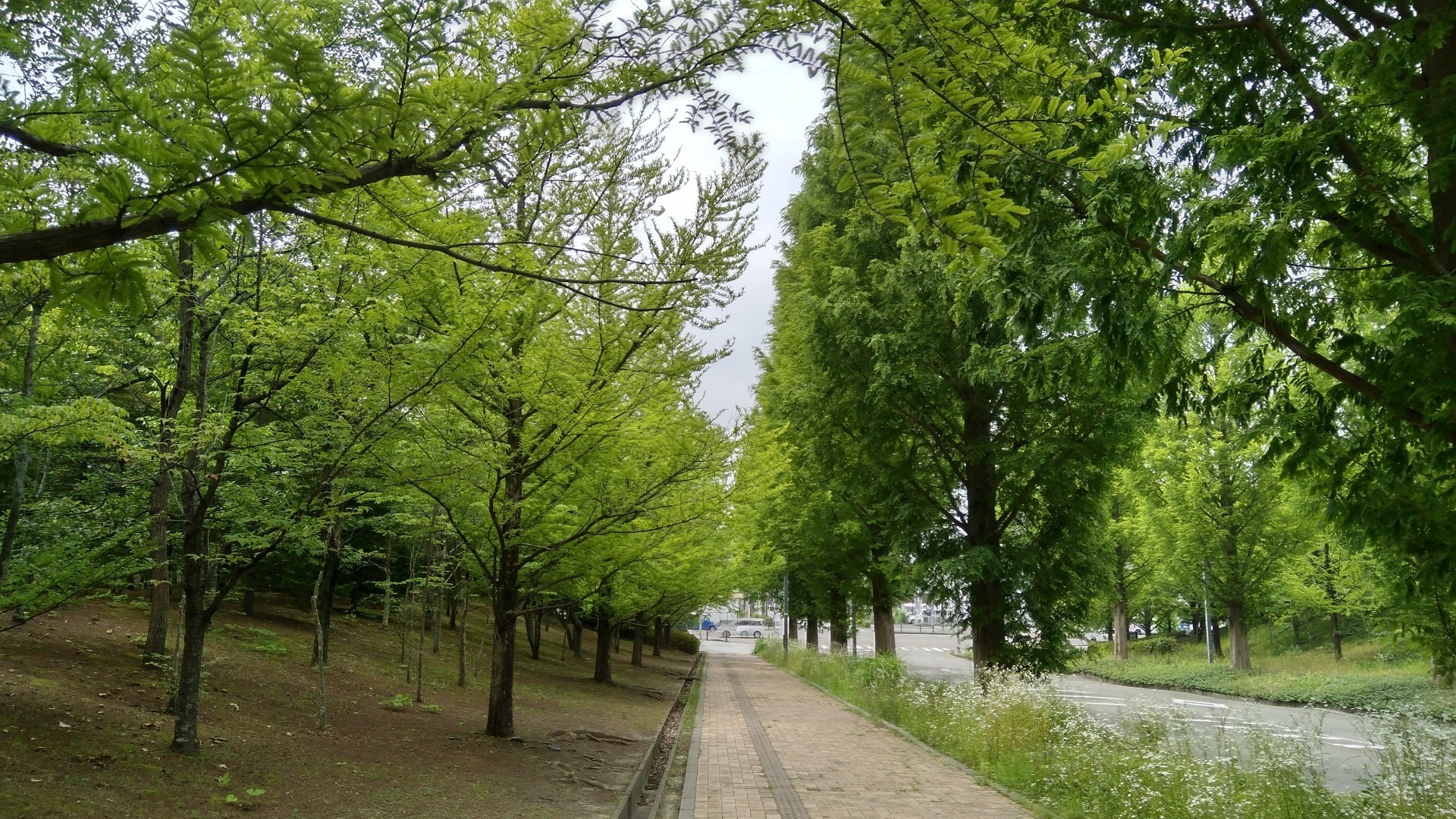 紫山でジョギング: SWING DAYS