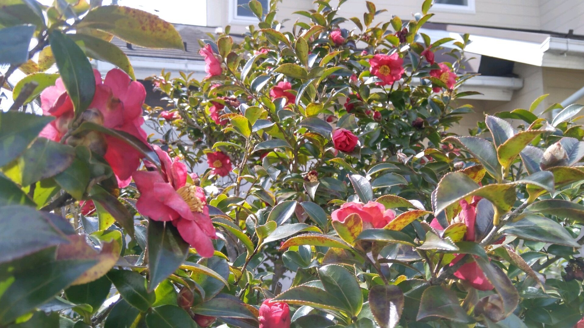 誕生日。らしいが。: SWING DAYS